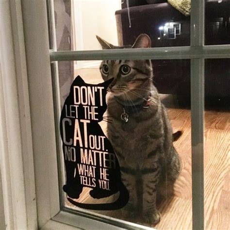No Matter What Funny Cats Cat Decal Crazy Cats
