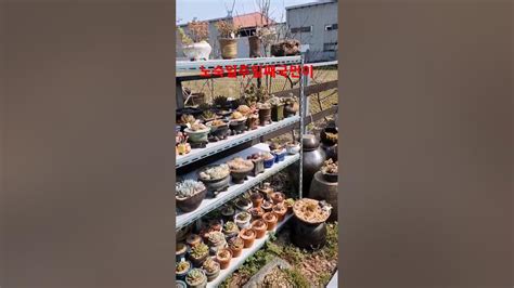노숙다육이 힐링 다육이키우기 多肉植物 다육이농장 Succulent 다육이분갈이 다육식물 일상기록 농장생활