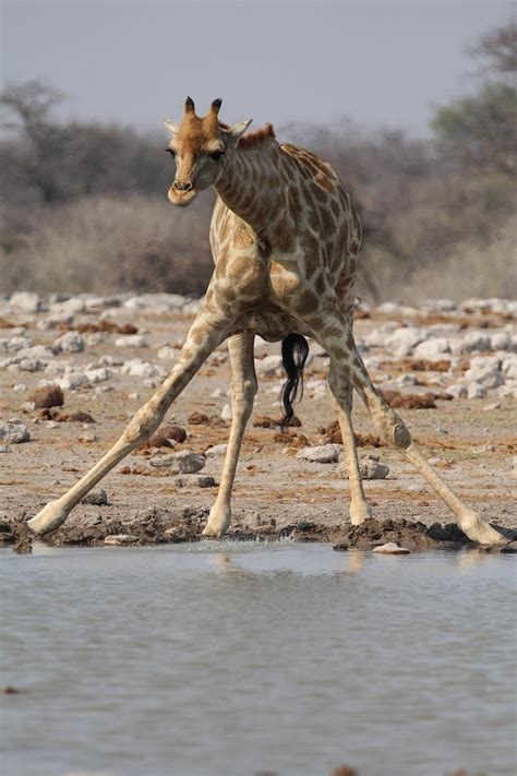 长颈鹿 饮料 水 Pixabay上的免费照片 Pixabay