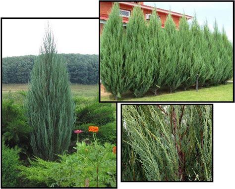 Skyrocket Juniper Hinsdale Nurseries Welcome To Hinsdale Nurseries