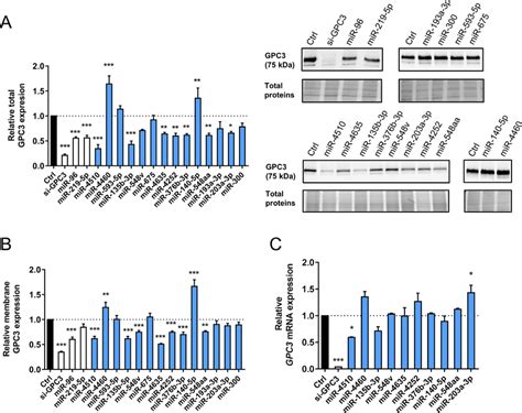Ten Mirnas Regulate Gpc3 Expression A The Relative Expression Of Download Scientific Diagram