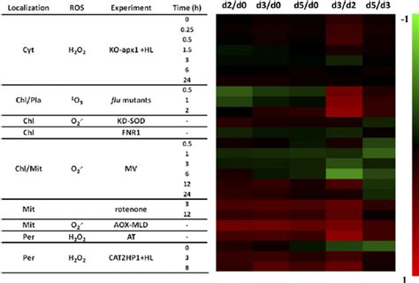 Ros Related Transcriptome Signatures Under Extended Darkness The