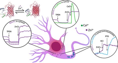 Development And Characterization Of A Red Fluorescent Protein Based Sensor Rznp1 For The