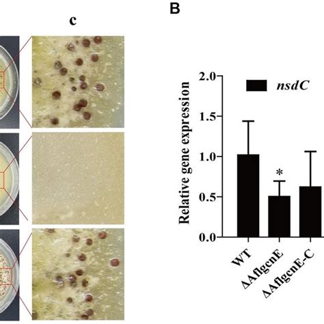 Sclerotial Formation Analysis Between Wt Δaflgcne And Δaflgcne C