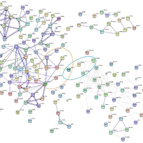 Ppi Network Of Deps According To The String Database The Minimum