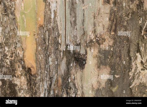 Realistic Tree Bark Background Texture Seamless Texture From Tree Stock Photo Alamy
