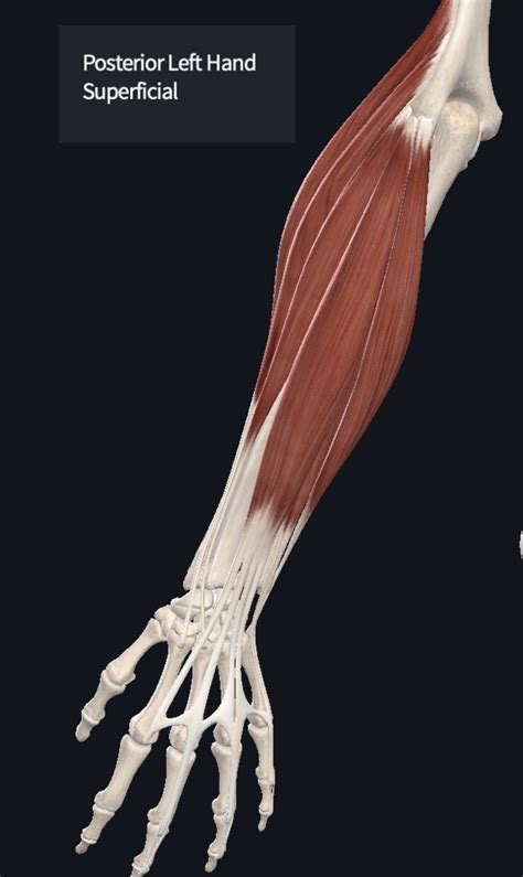 Diagram Of Posterior Forearm Superficial Quizlet Diagram Of Posterior Forearm Superficial Quizlet