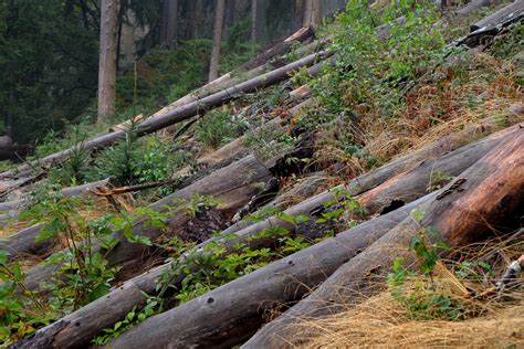 Burial Ground Of Trees Behance Burial Ground Of Trees Behance