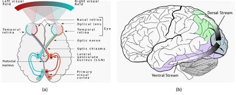 visual information mapping in human brain visual cortex a shows how