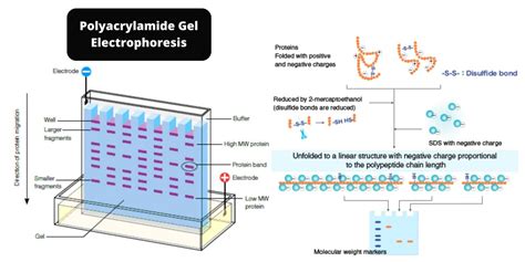 Hplc Principle Instrumentation Types Uses Diagram Biology Notes Online