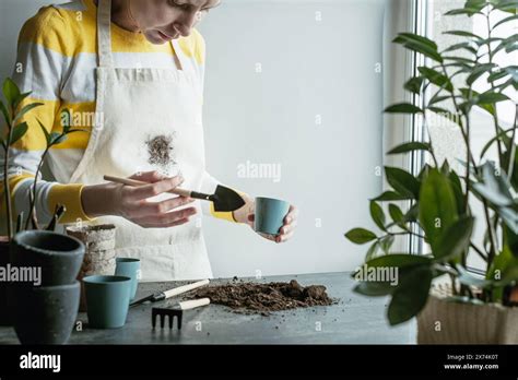 Dirty Soil Stain On Clothes Unrecognizable Female Transplanting Home Plant Near The Window