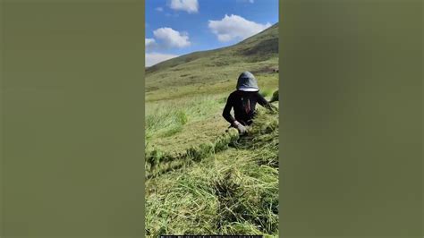 Why Are Japanese Farmers Collecting Green Fodder🤔 Agriculture