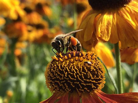 Bee Doing Bee Things Scrolller