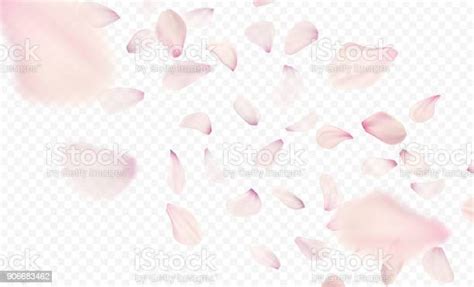 핑크 사쿠라 떨어지는 꽃잎 배경입니다 벡터 일러스트 레이 션 꽃잎에 대한 스톡 벡터 아트 및 기타 이미지 꽃잎 벚꽃 장미 Istock