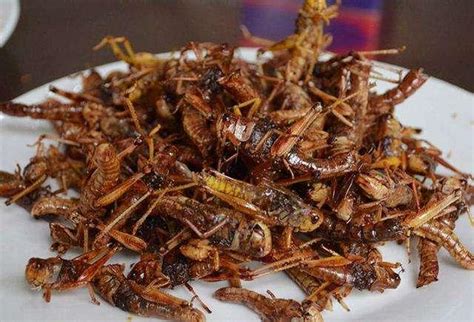 吃昆蟲 每日頭條