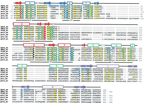 Structure Based Sequence Alignment S Solfataricus Dpo4 E Coli Umuc Download Scientific