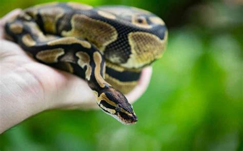 How To Tell If Ball Pythons Are Male Or Female Unmasking The Differences Your Exotic Pets
