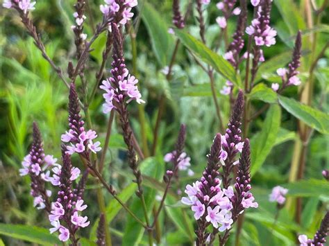 Відьомські рослини які не бажано тримати на ділянці