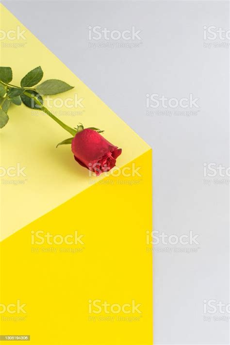 노란색과 회색 배경에 붉은 꽃 공간을 복사합니다 최소한의 여성의 날과 봄 컨셉 0명에 대한 스톡 사진 및 기타 이미지 0명 개념 계절 Istock