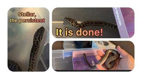 And So Ends Another Handling Session For My Spotted Python Part 6 Youtube