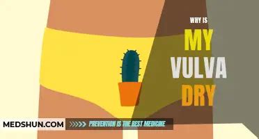 Understanding Dryness What A Dry Vagina During Sex Could Indicate MedShun