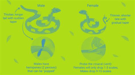 How To Determine The Sex Of A Snake MY LEARNING NATURE