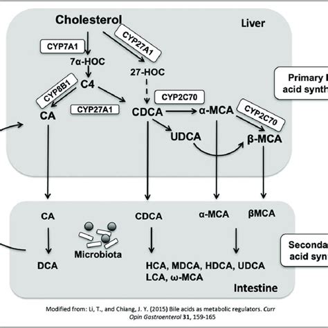 Bile Acid Biosynthetic Pathways In Humans And Mice Two Major Bile Acid