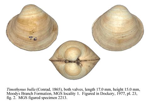 Bivalvia Surface Geology Environmental Geology Ms Deq Geology