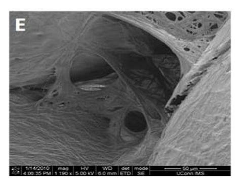 Sem Micrographs B And C Illustrate The Top View Of Download Scientific Diagram