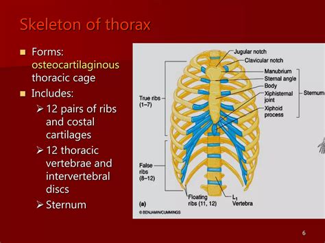 Anatomy Of Thorax Ppt