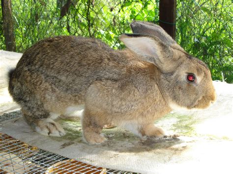 Tanjung Labuh Agro Farm Lawatan Ke Projek Ternakan Arnab Di Kajang