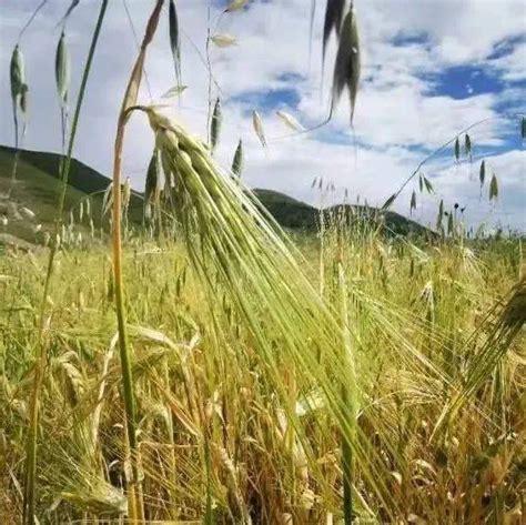 【五无甘南 十有家园】临潭：风吹麦浪 乡村振兴“丰”景如画青稞种植洛乡