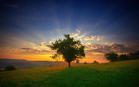 Summer Field Sunset Trees Landscape Clouds Grass Wallpapers Hd