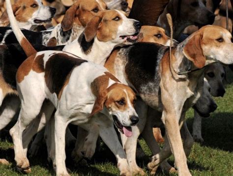 Hunt Havoc The Human Cost Of Hunting With Hounds