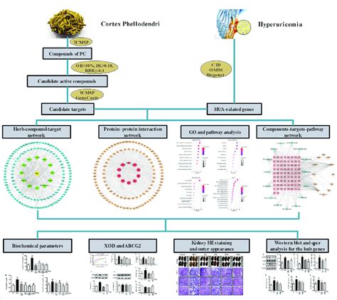 The Flowchart Of Phellodendri Chinensis Cortex For The Treatment Of