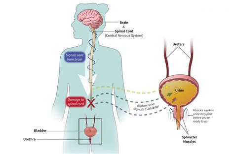 Spinal Nerves Bladder Control At Katherine Lederman Blog