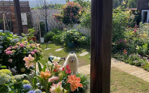 带你们看看我院子里的花 猫叔的院子 猫叔的院子 哔哩哔哩视频