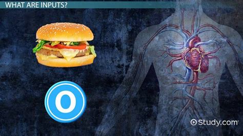 How Systems Use Inputs Outputs Lesson Study Com
