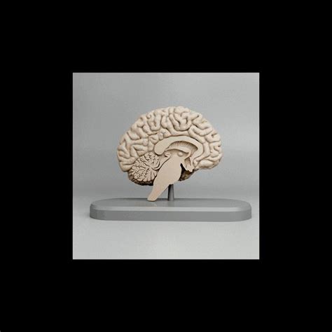 Brain Anatomy Cross Section 3d Print In 2025 3d Printing Brain Anatomy Print