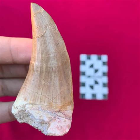Xxl Huge Tylosaurus Mosasaur Tooth Mesozoic Fossil Marine Reptile