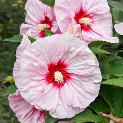 Hibiscus Plants And Trees For Sale