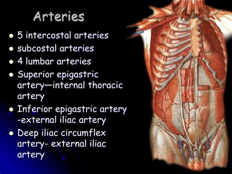 Ppt Abdomen Powerpoint Presentation Id 172738