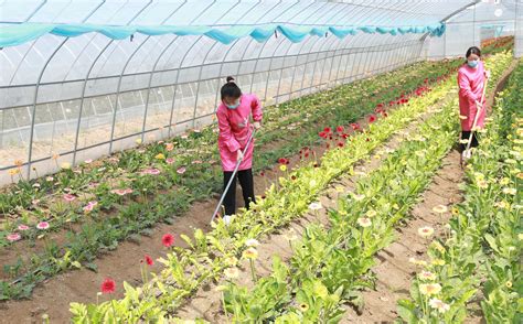 河北南和：“鲜花经济”助脱贫新华社