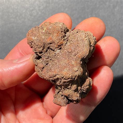 Fossilized Turtle Coprolite For Sale Fossilsplus Fossilized Turtle Coprolite For Sale Fossilsplus