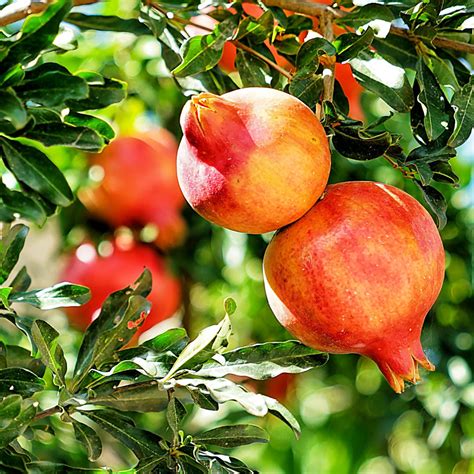 Pomegranate Cellular Extract Native Extracts