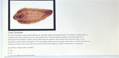 Solved Class Trematoda The Class Trematoda Contains About