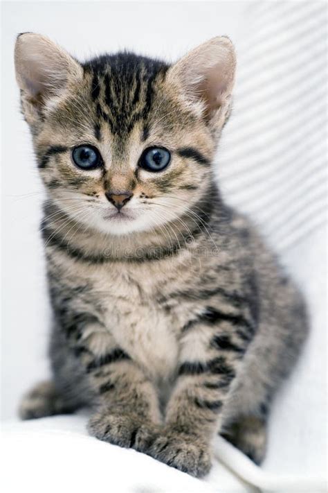 Chaton Mignon Câlin Chaton Mignon Anne Marie Noble Artiste