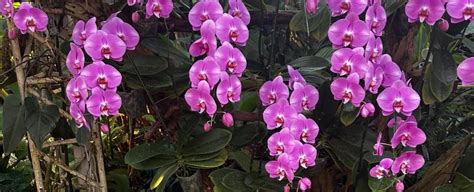 Build Ios From Terminal