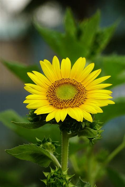 집 밖의 광점 꽃 꽃 머리 꽃무늬 꽃잎 노란색 농업 눈부신 뒤뜰 생생한 성장 수분 수직 쐈어 식물 식물 줄기 식물학 씨앗 머리 야생화