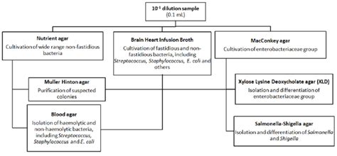Schematic Representation Of The Bacterial Isolation And Identification Download Scientific